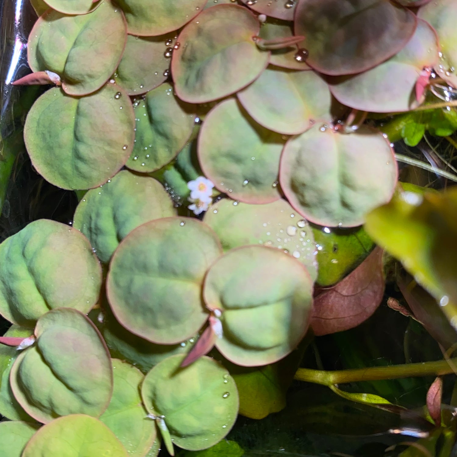 Care Guide: Red root Floater ( Phyllanthus fluitans )Aquatic Floating ...