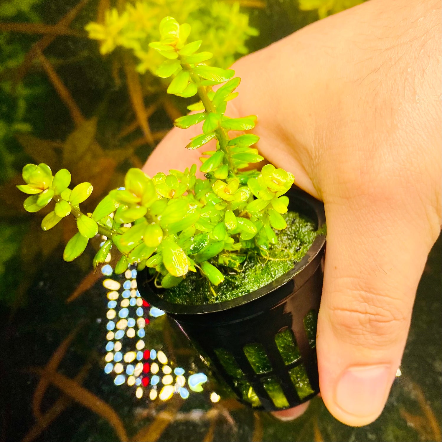 Care Guide: Rotala Bonsai – HYGRONATURE
