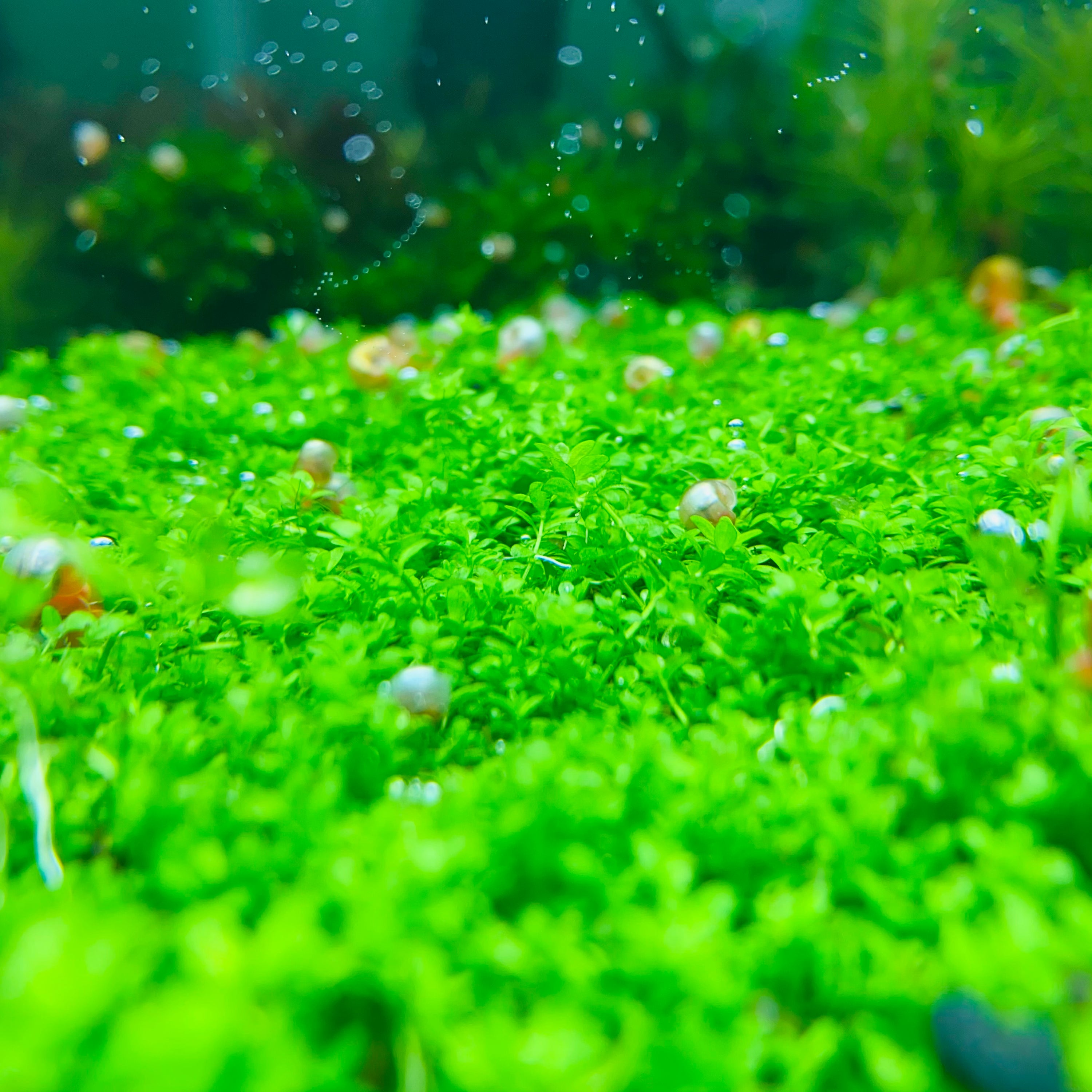 Care Guide: Hemianthus Callitrichoides – HYGRONATURE