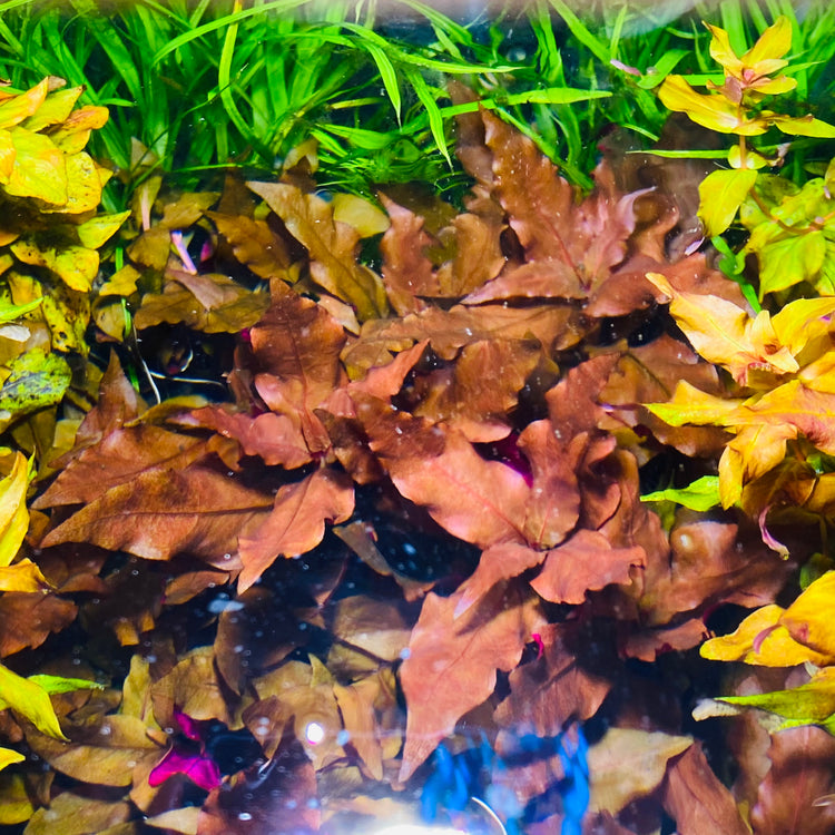 Care Guide: Alternanthera Reineckii Rosaefolia – HYGRONATURE