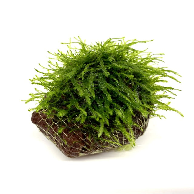 Live Aquatic Moss – HYGRONATURE