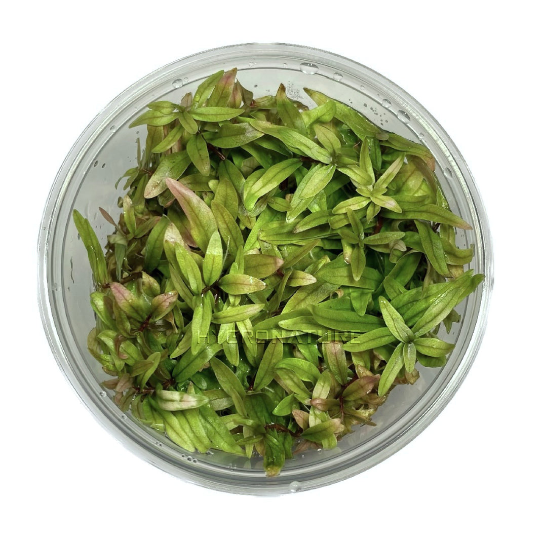 Care Guide: Cryptocoryne Flamingo AKA Crypt Pink Flamingo – HYGRONATURE