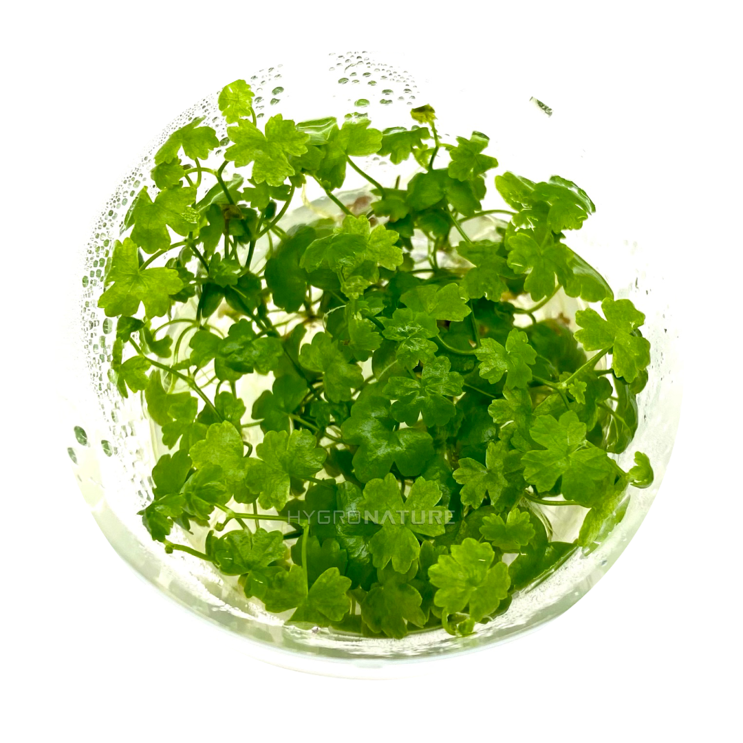 Hydrocotyle Tripartita Japan Tissue Culture – HYGRONATURE