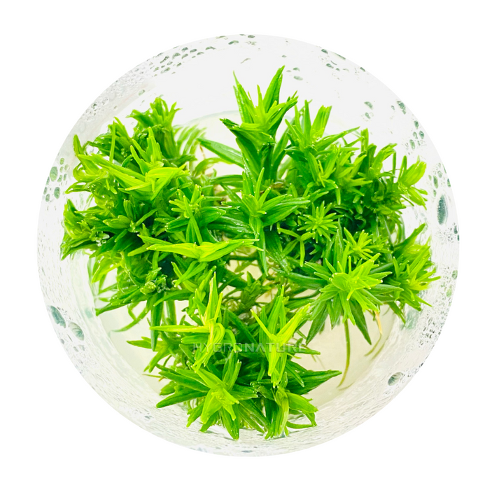 Pogostemon Erectus in Tissue Culture – HYGRONATURE