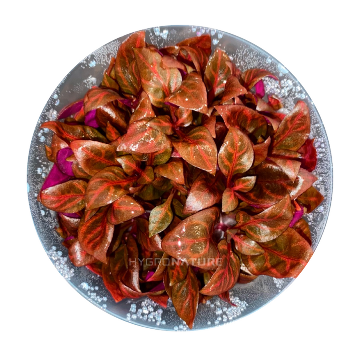 Care Guide: Alternanthera Reineckii Rosaefolia – HYGRONATURE