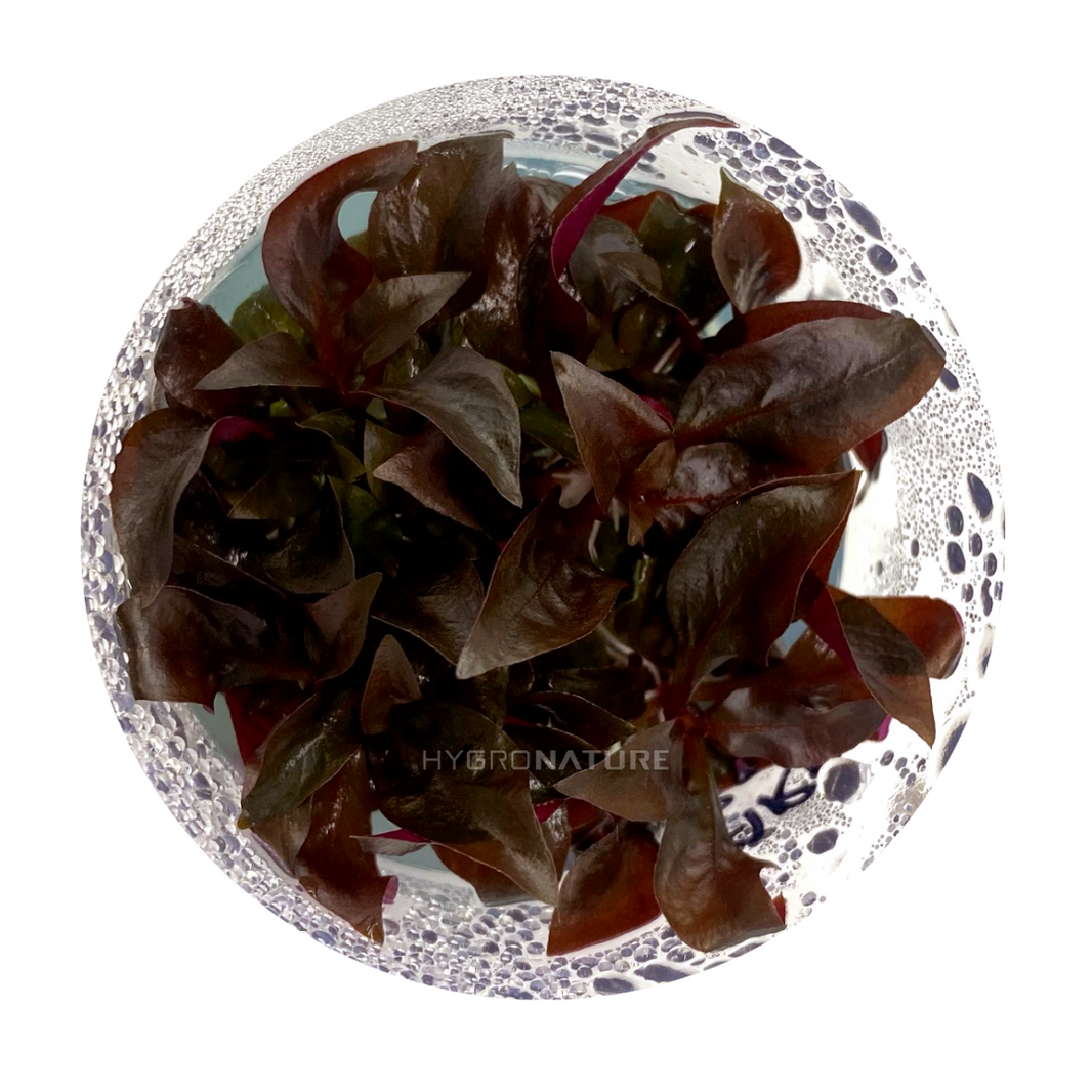 Care Guide: Alternanthera Reineckii 'Rosanervig' – HYGRONATURE