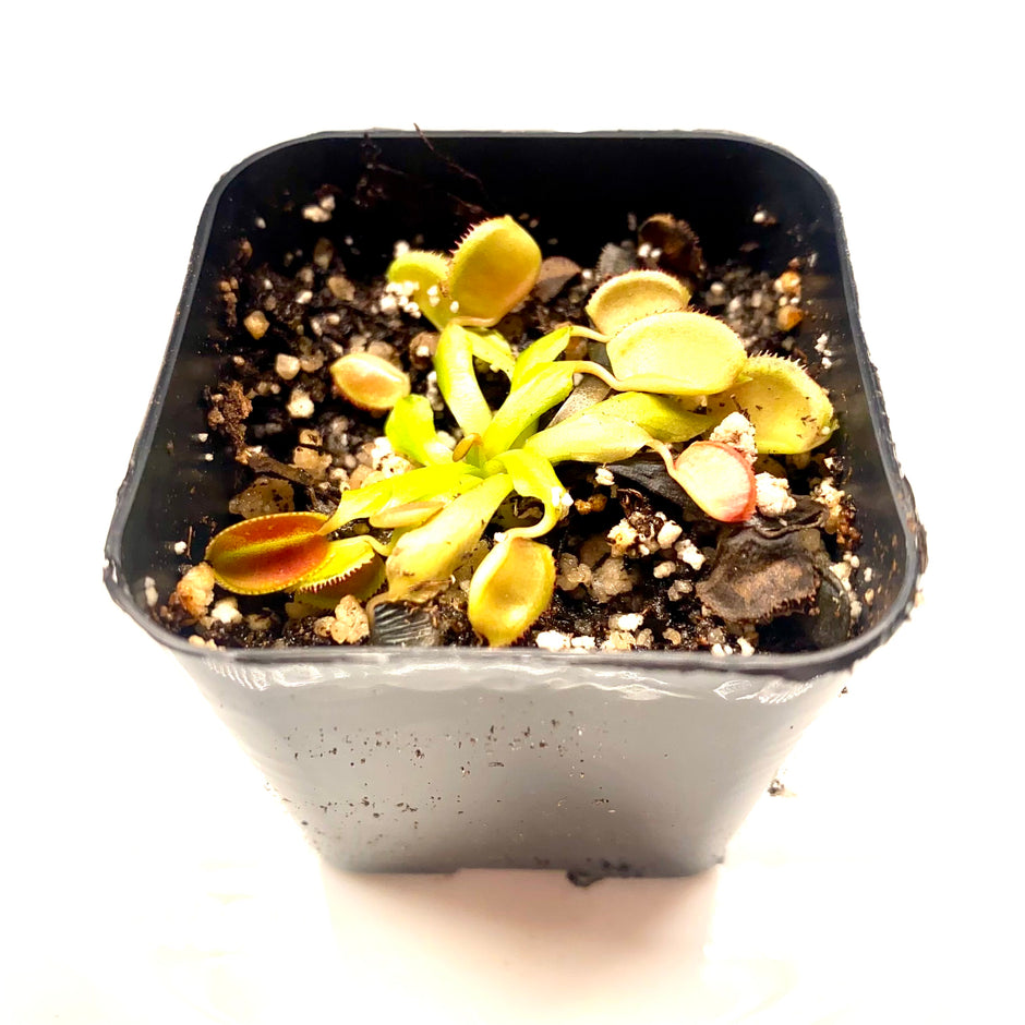 Live Carnivorous Plants – HYGRONATURE